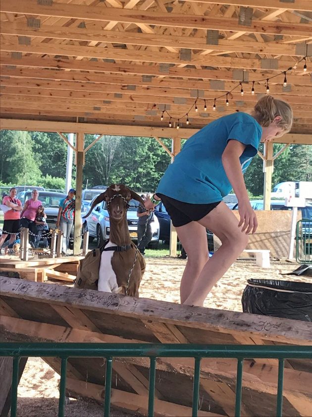 4-H Pack and Harness Goat Show kicks off Fair Week | News, Sports, Jobs ...